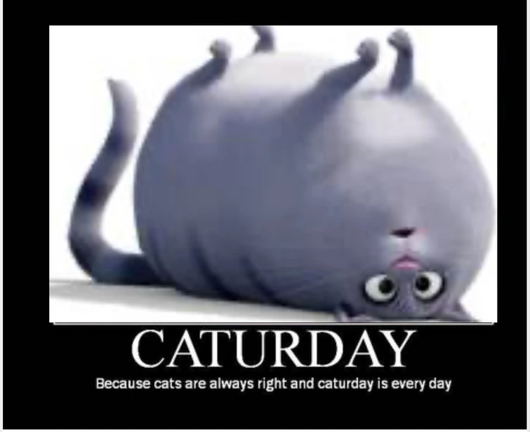 HAPPY CATURDAY😹 | Fandom