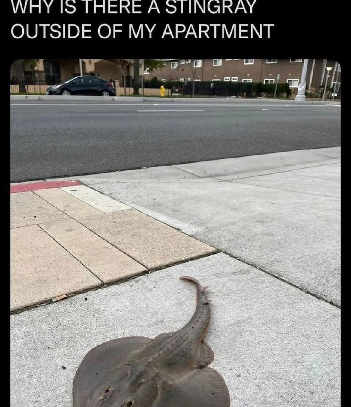 STINGRAY | Fandom