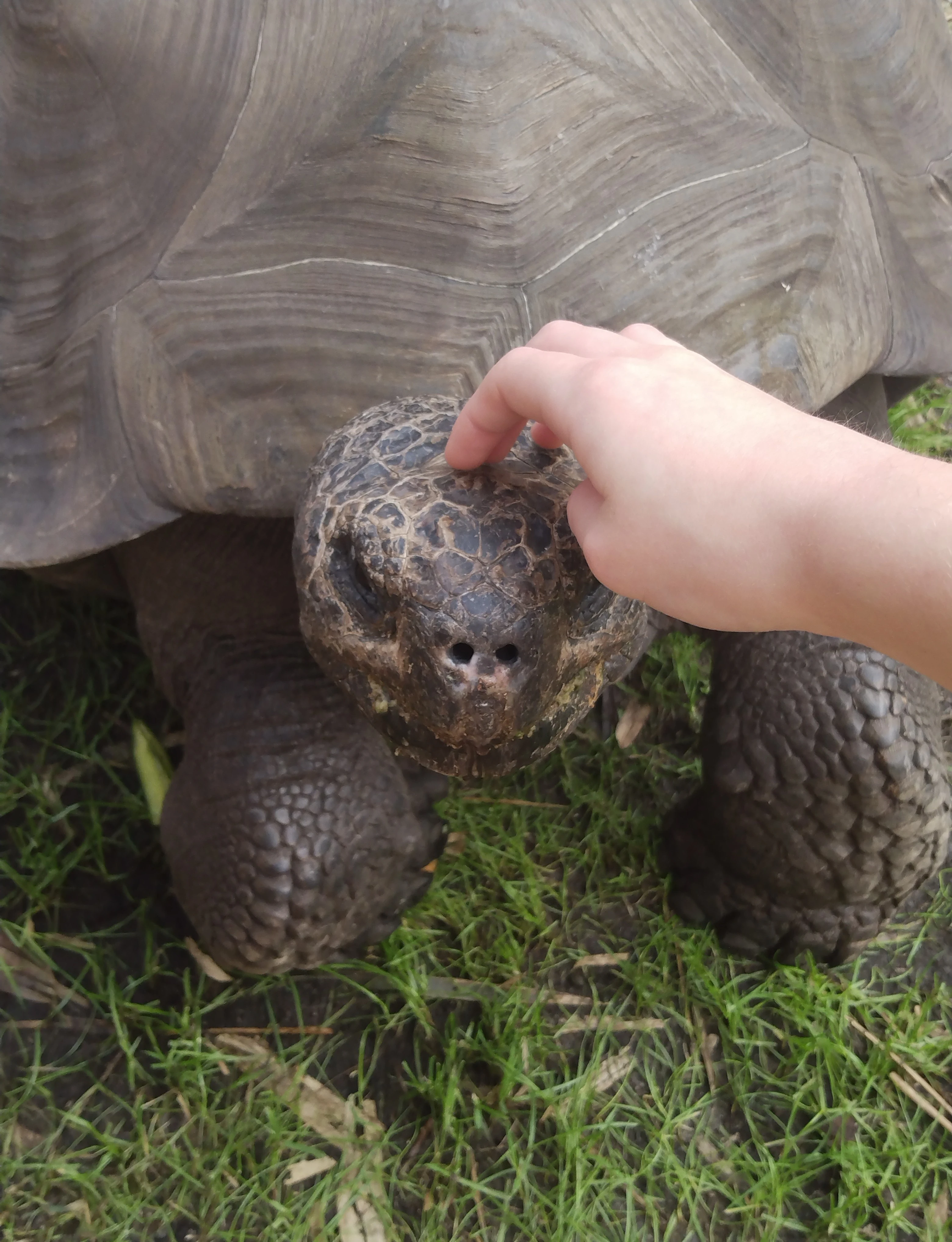 Reptile and Insect Photography + Skulls | Fandom