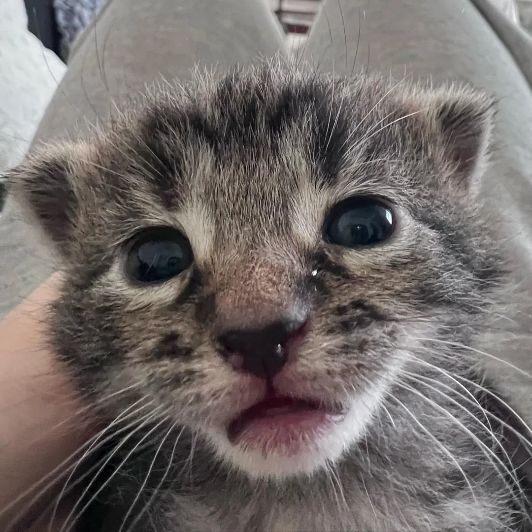 the gloop (not my cat) | Fandom