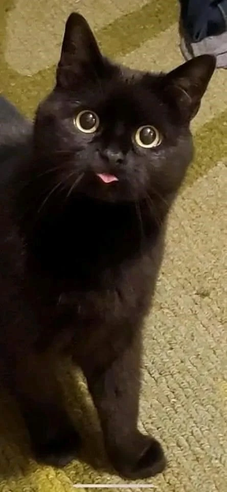 gimmie your felifaux pics | Fandom