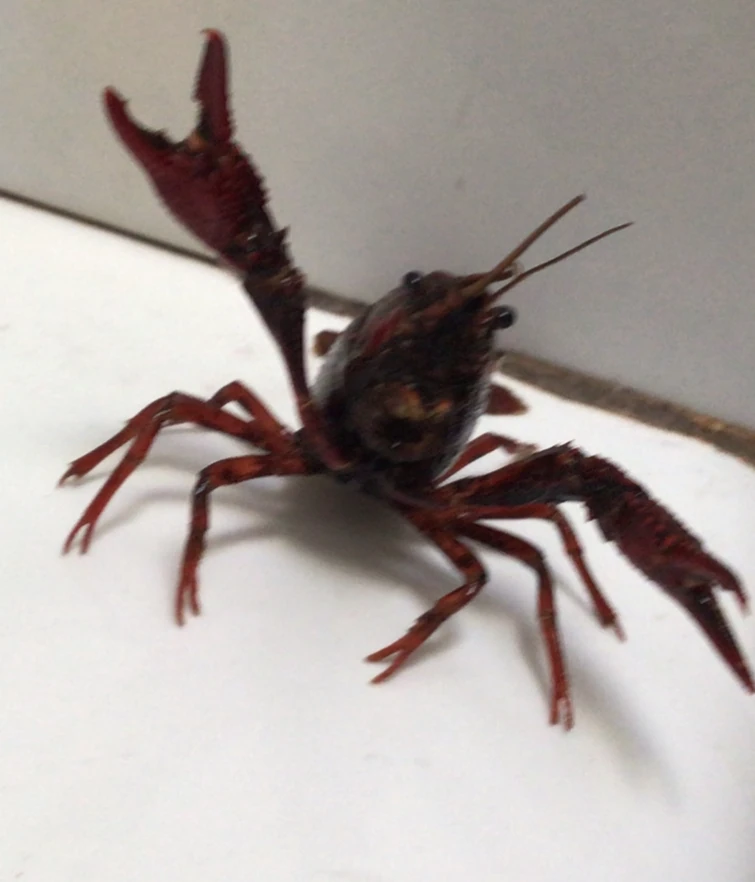 Guys I just realized something | Fandom