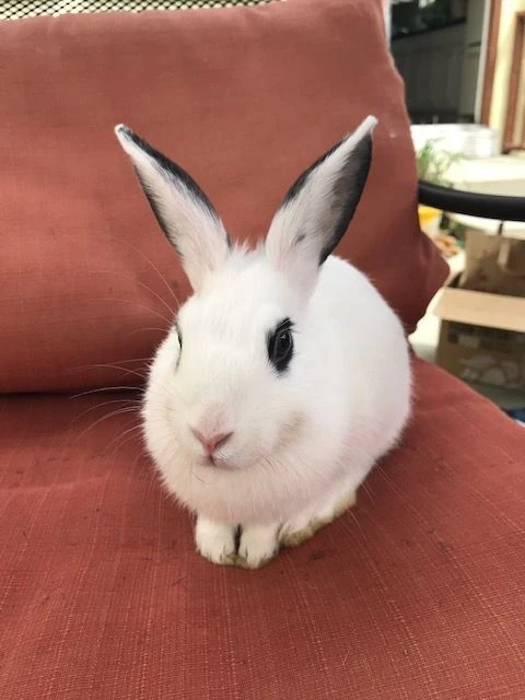 Looking for a aranga that looks like this rabbit! Offering 2 bunnies ...