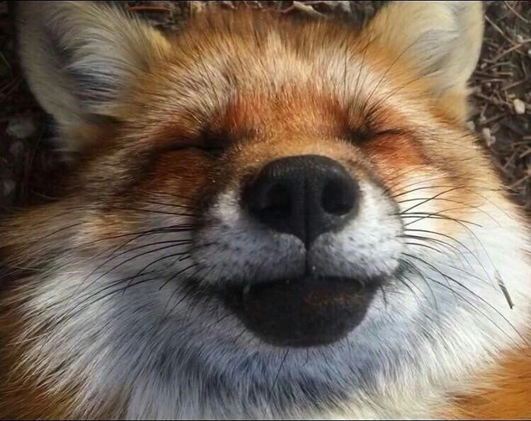 autism test. what animal is this. if you see a fox you have autism | Fandom