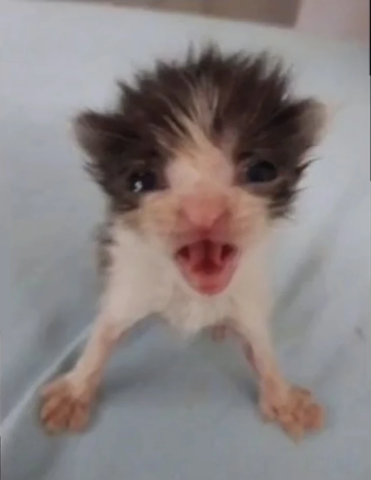 Putting wof characters in skrunkly cat photos | Fandom