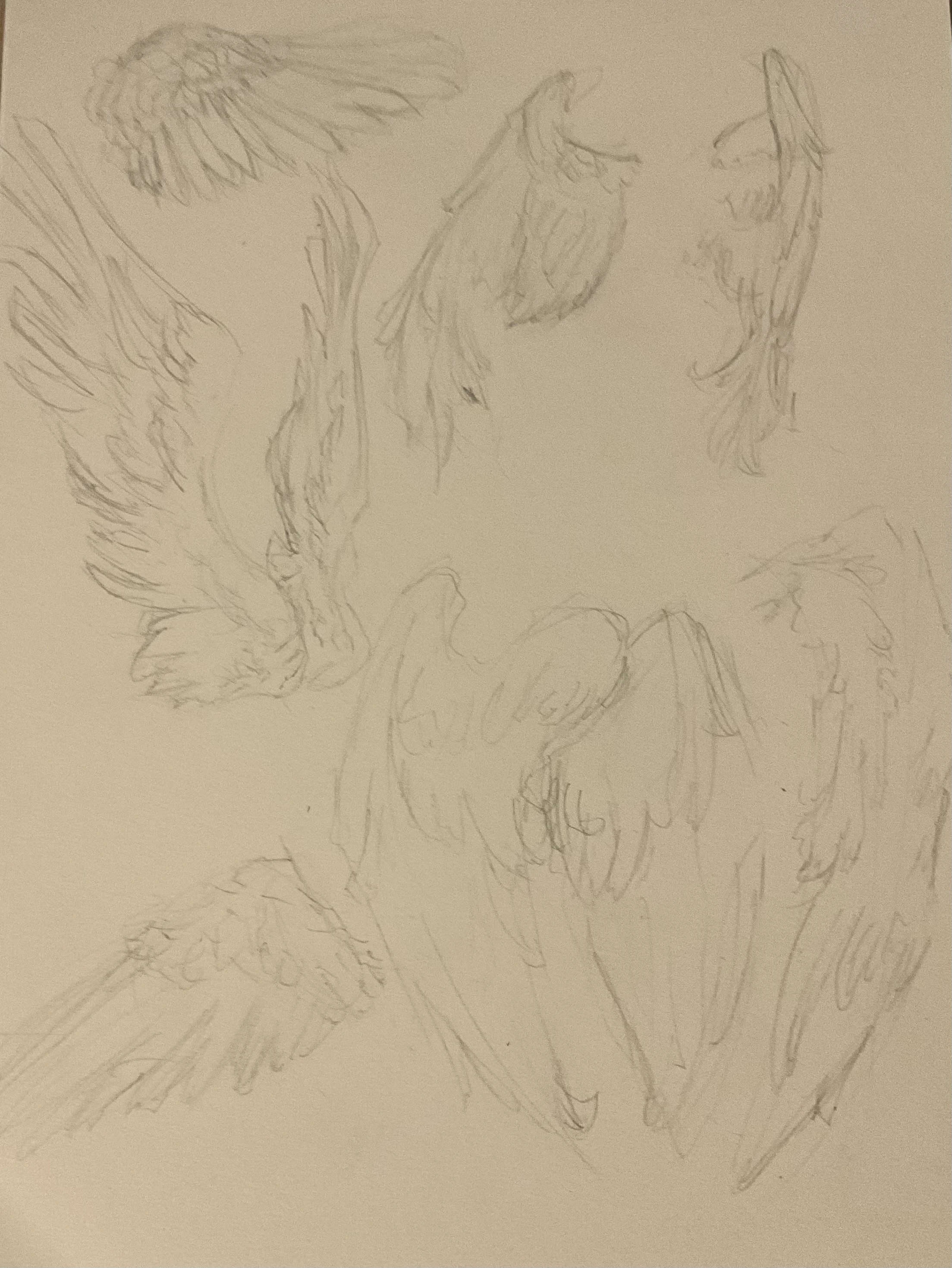 Wings study | Fandom