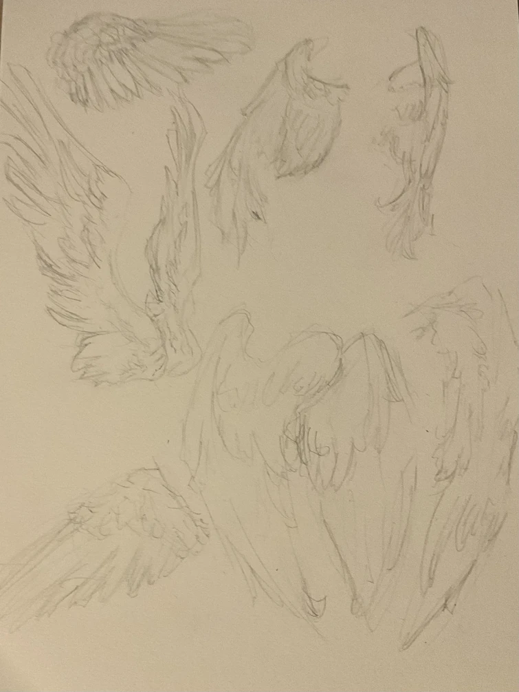 Wings study | Fandom