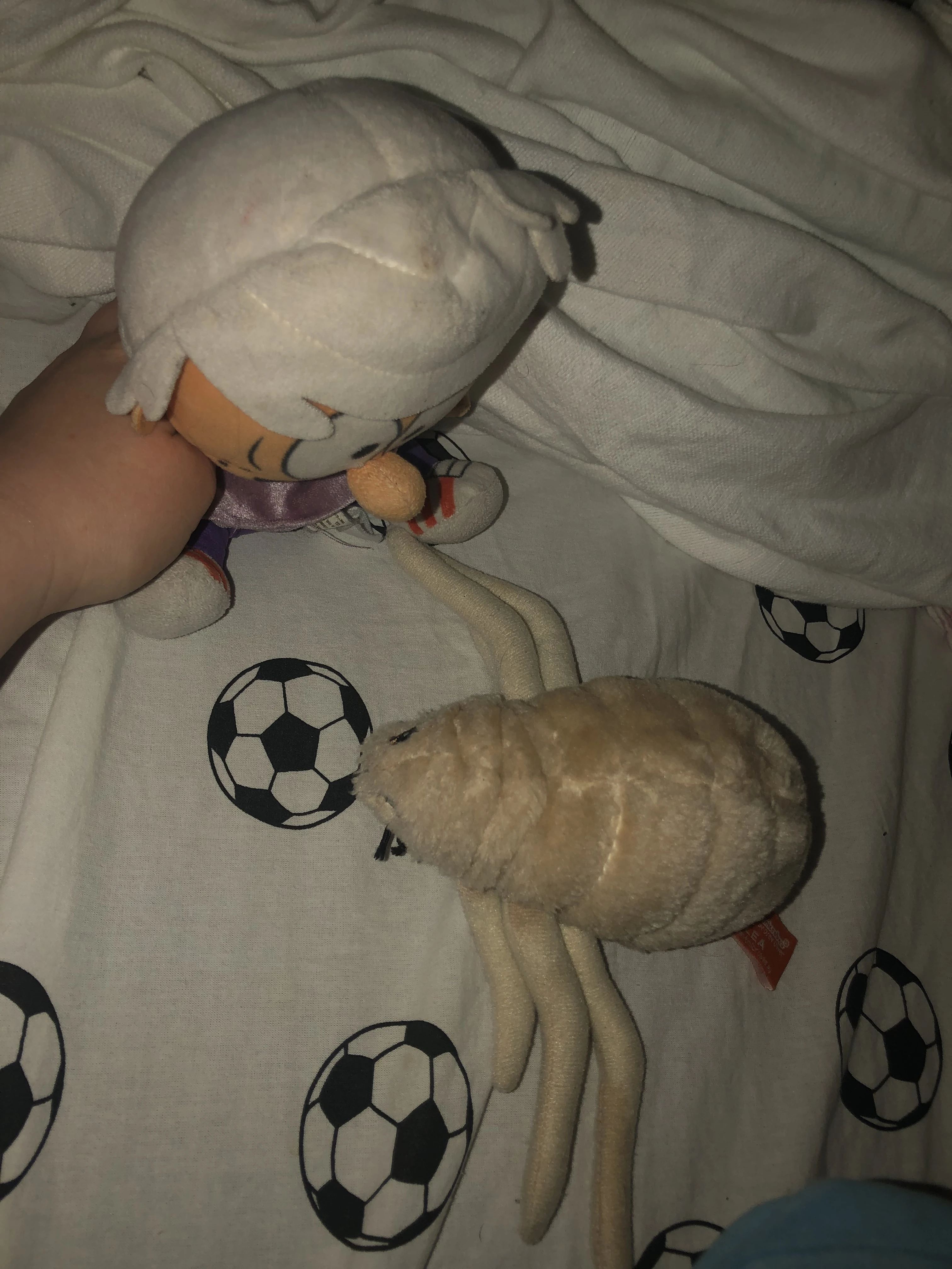 My sweet dreamsicle and a flea | Fandom