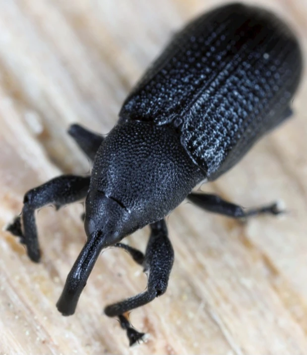 Eevil Weevils. | Fandom