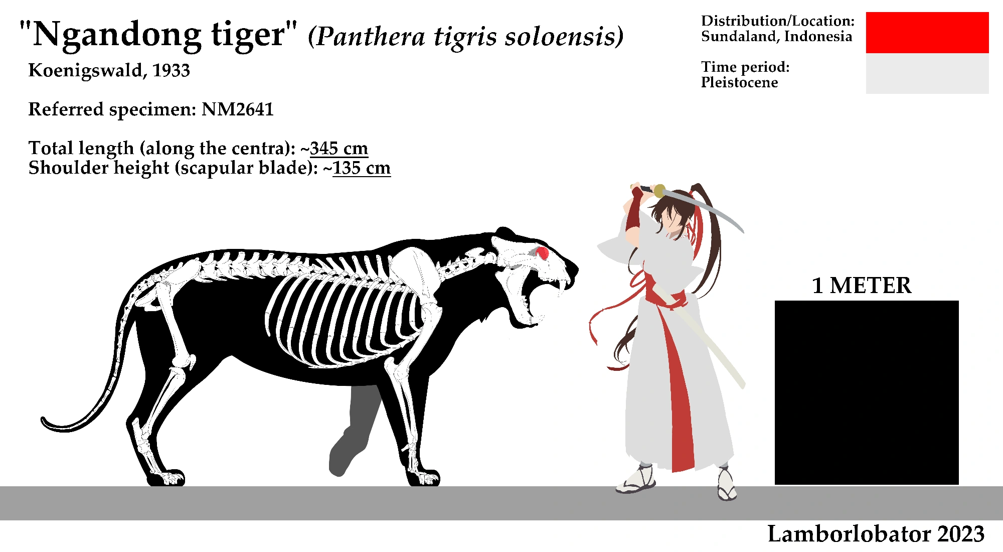 Ngandong tiger skeletal | Fandom