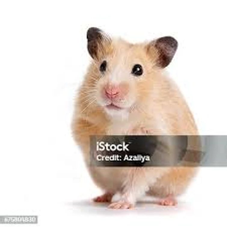 *Sniffle, sob* BOOMSUKI DIED AAHUUGH | Fandom