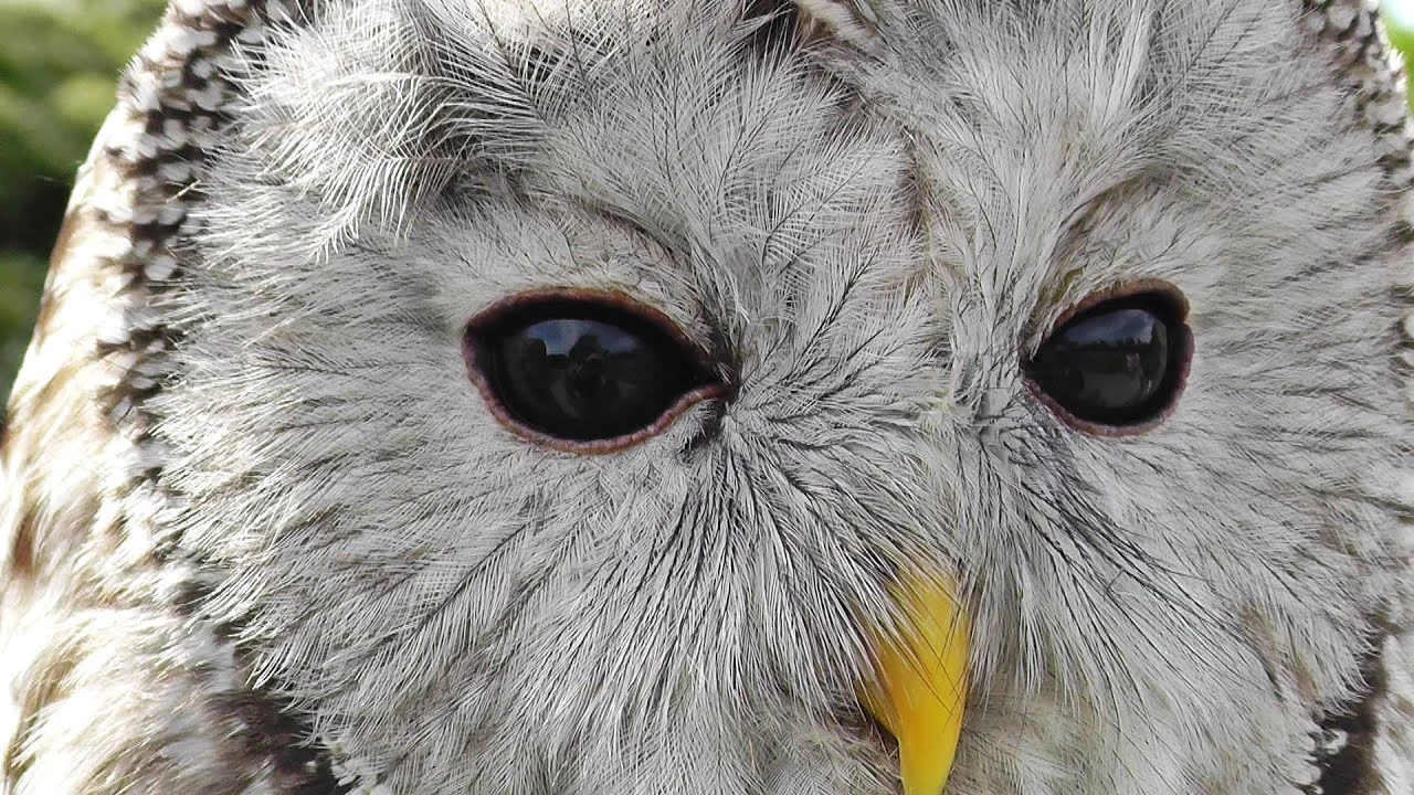 Ural owl | Fandom