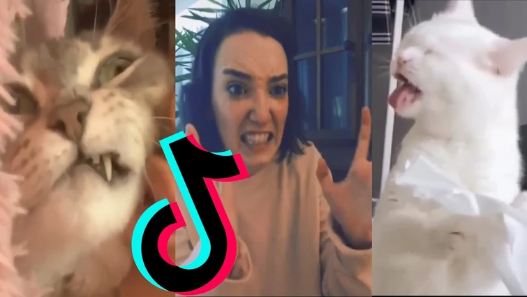 Discuss Everything About AFK Cats Wiki | Fandom