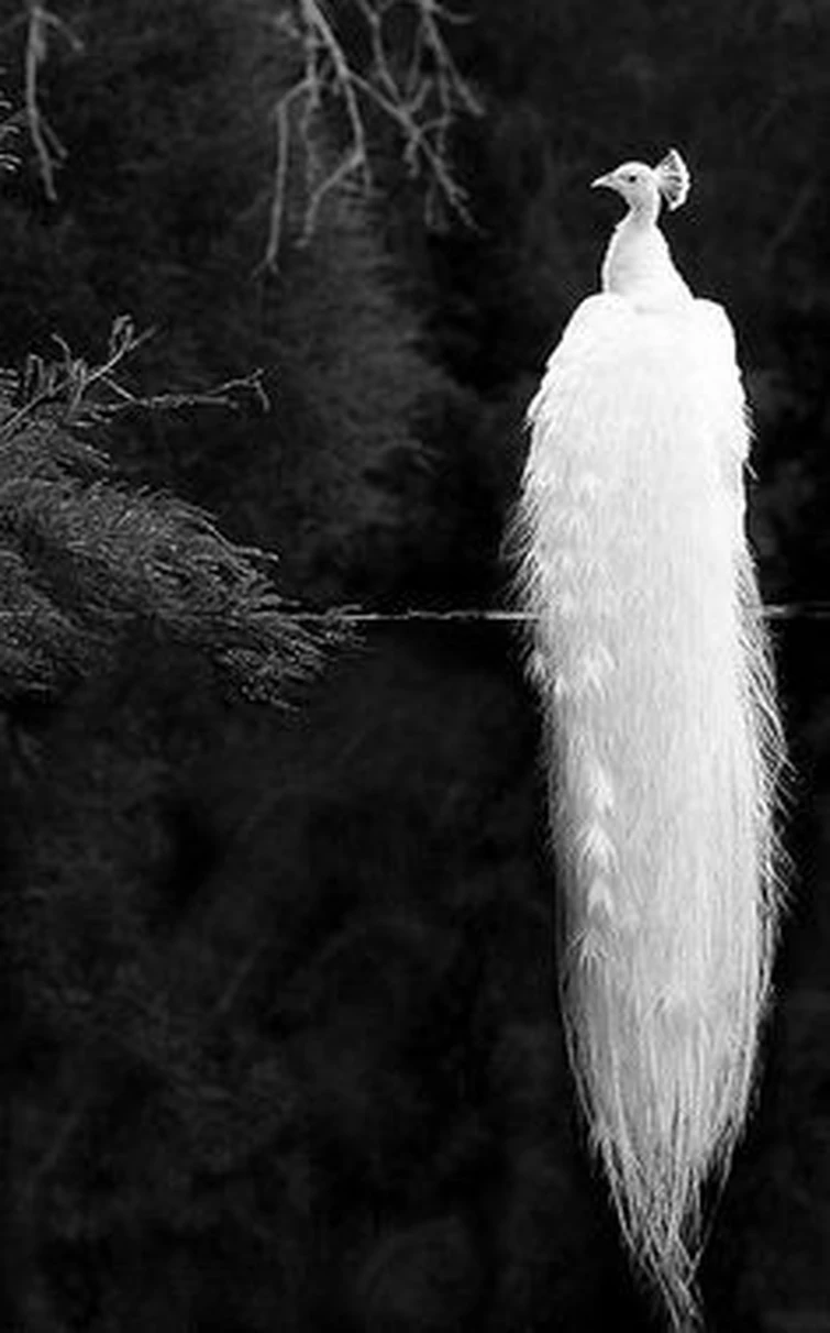 Discuss Everything About Keeper of the Lost Cities Wiki | Fandom