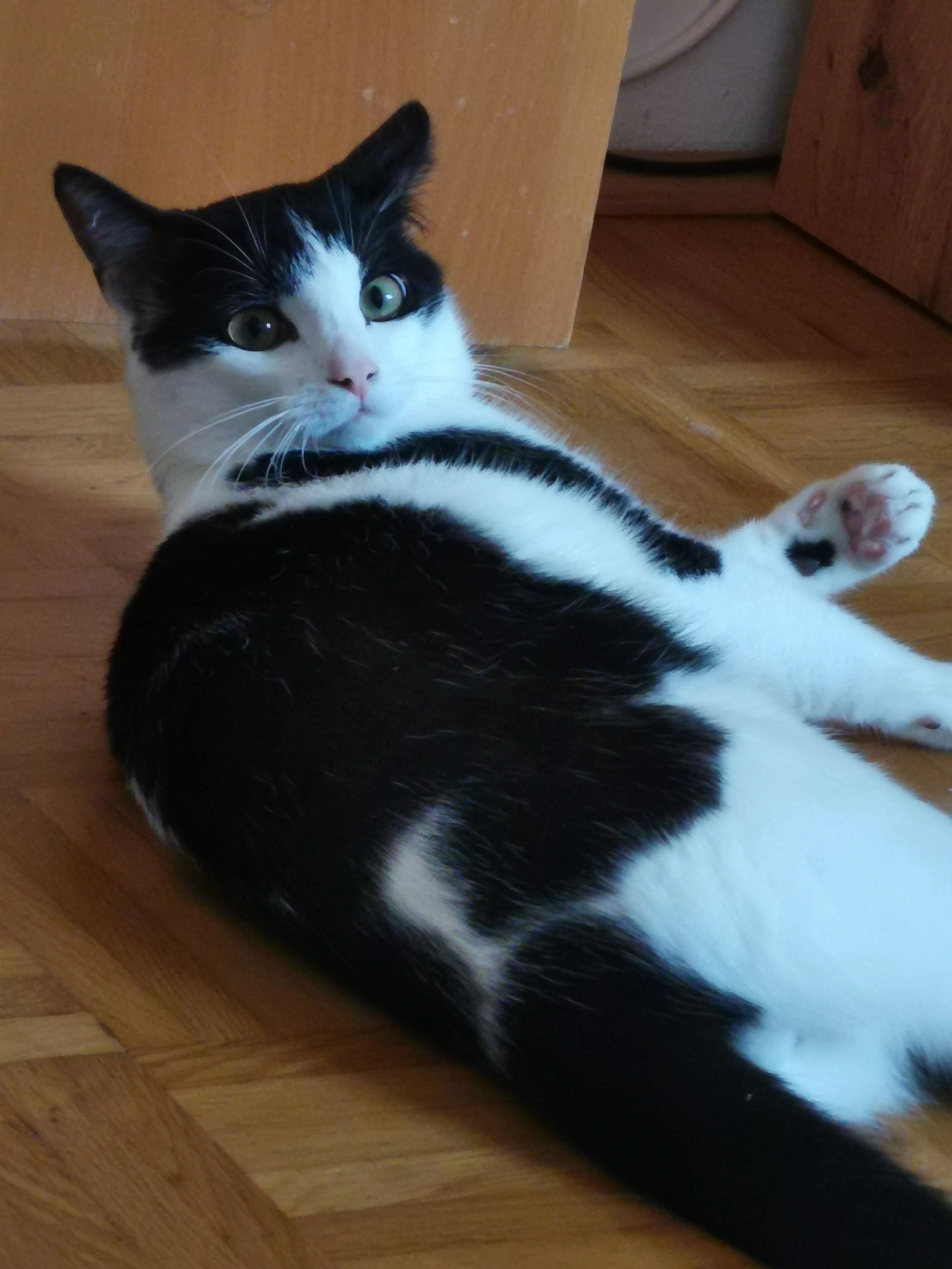 Let's introduce our pets! I'll start | Fandom