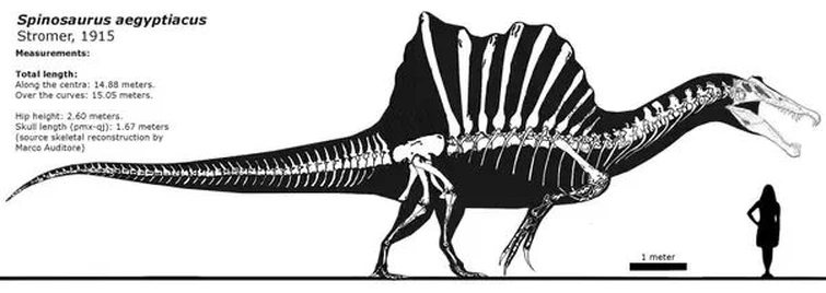 What's your favorite Spinosaurus skeletal reconstruction? This is my ...