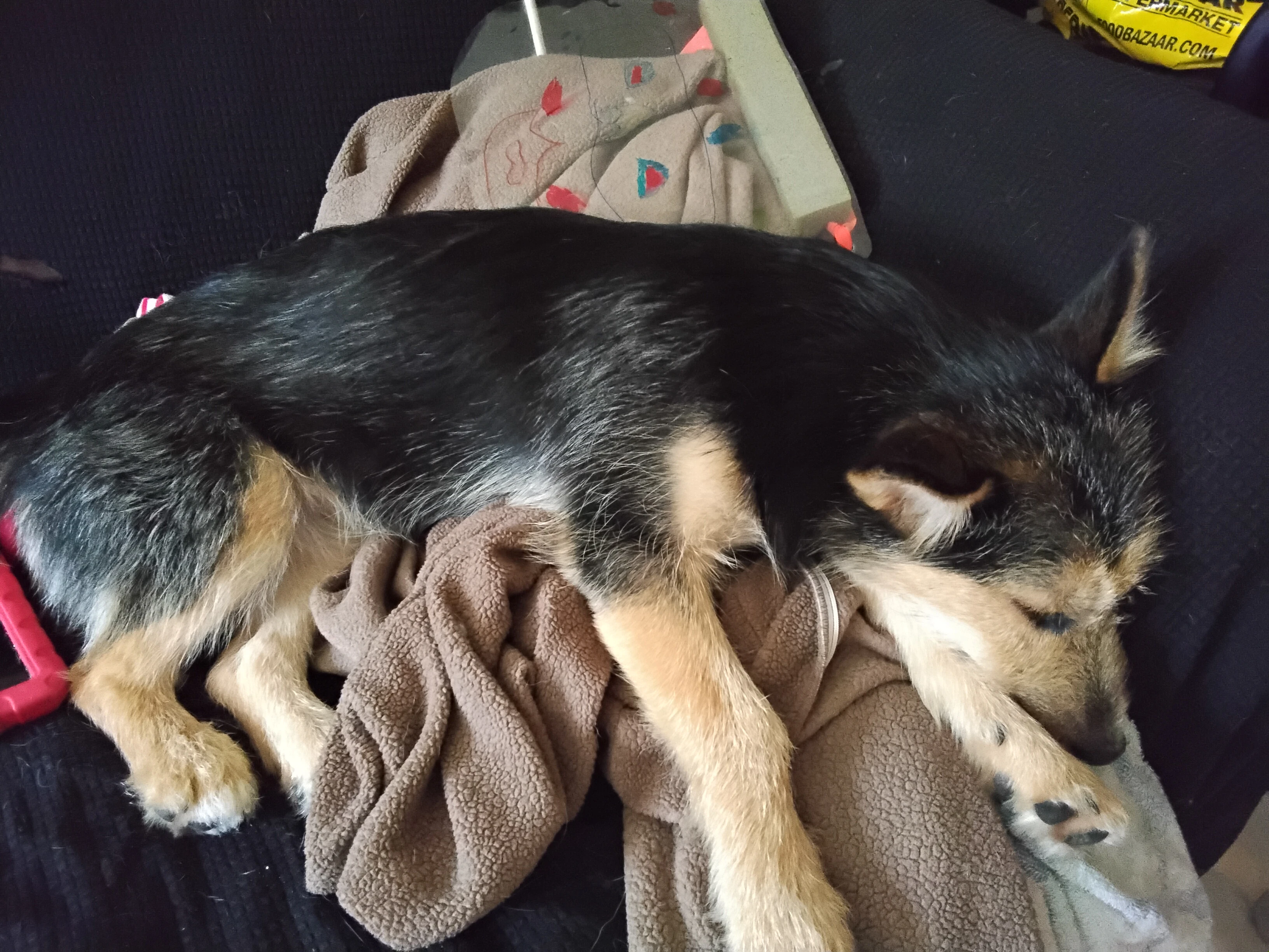 Meet my new dog | Fandom