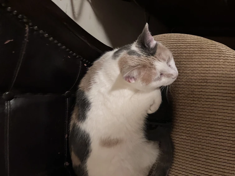 Eepy cat #2 | Fandom