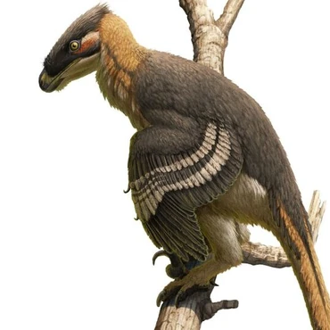 Discuss Everything About Dinopedia | Fandom