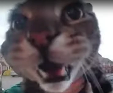 good, fair, or bad trade? me: t-rex and cooked owl; them: frozen df ...