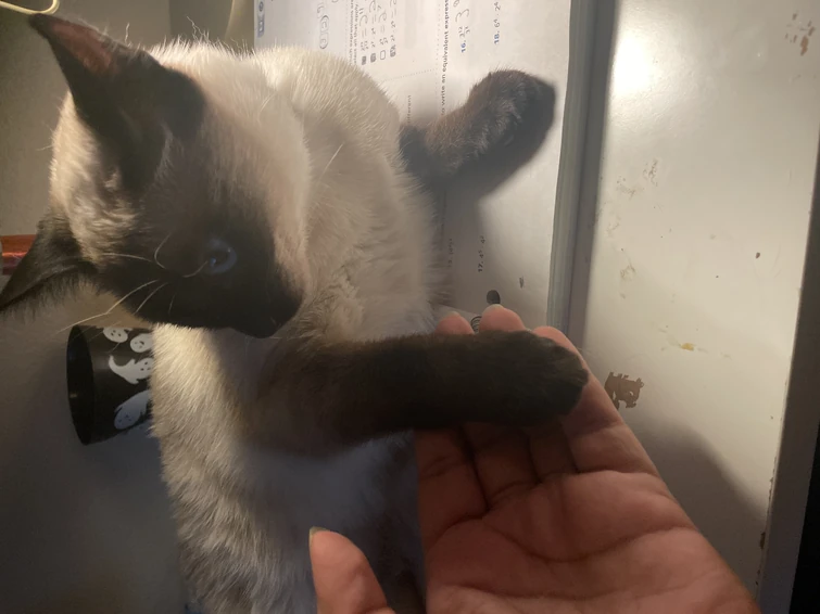 MY LITTLE PSPSPSPSPS | Fandom