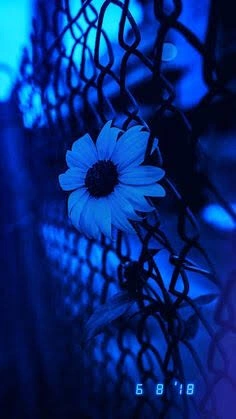 daily dazecore | Fandom