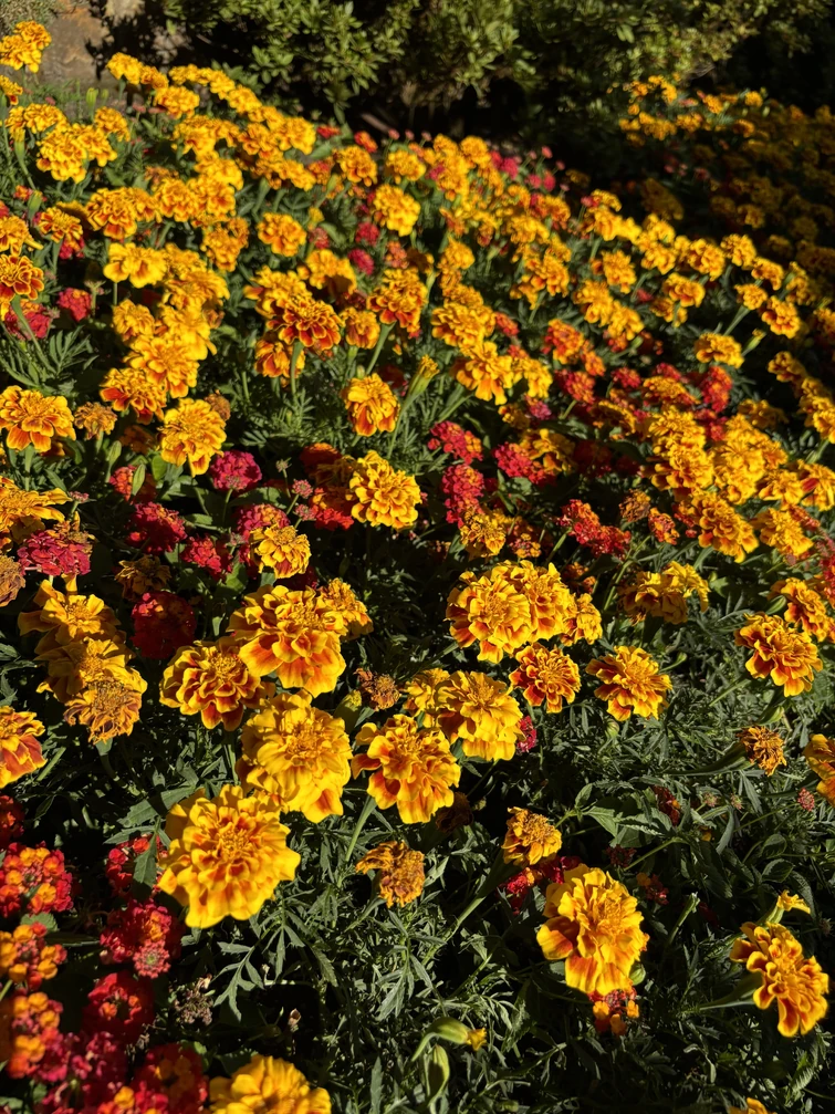 Ya'll need to see this | Fandom