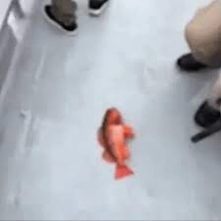 fish | Fandom