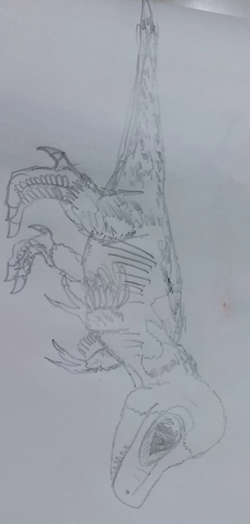 Feathered baby blue (my own drawing) | Fandom