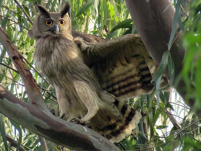 Dusky Eagle Owl | Fandom