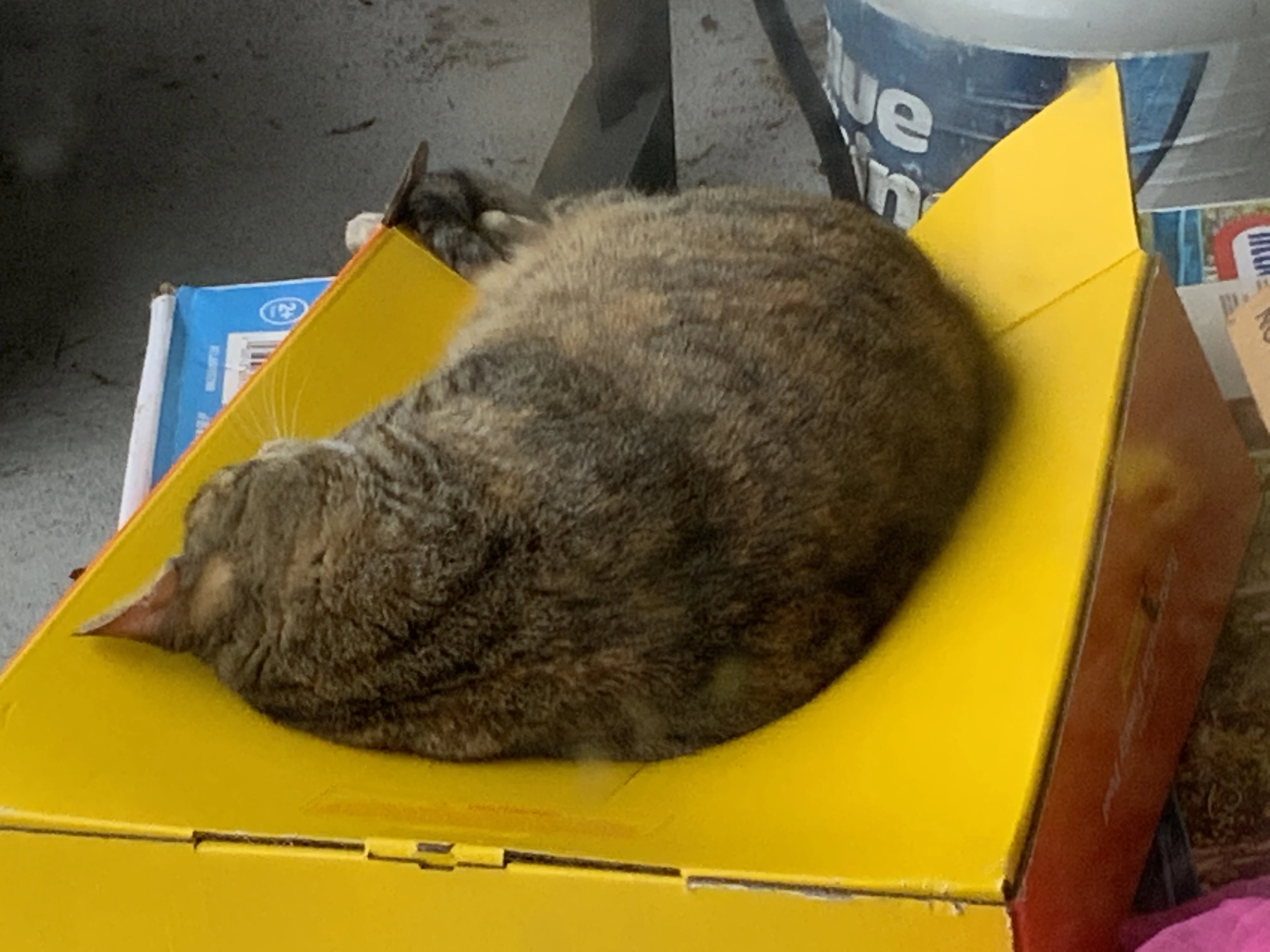 Daily Cat Image #223 | Fandom