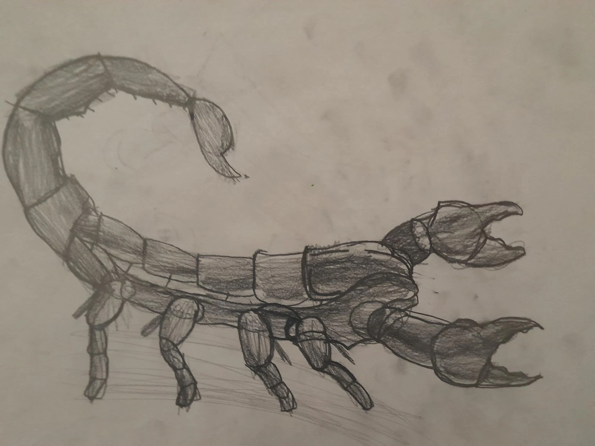 My sketch of an Emperor Scorpion | Fandom