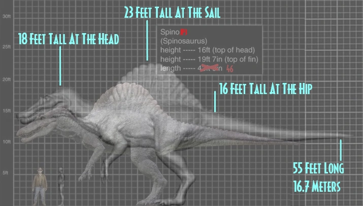 Spinosaurus size should be changed on the wiki | Fandom