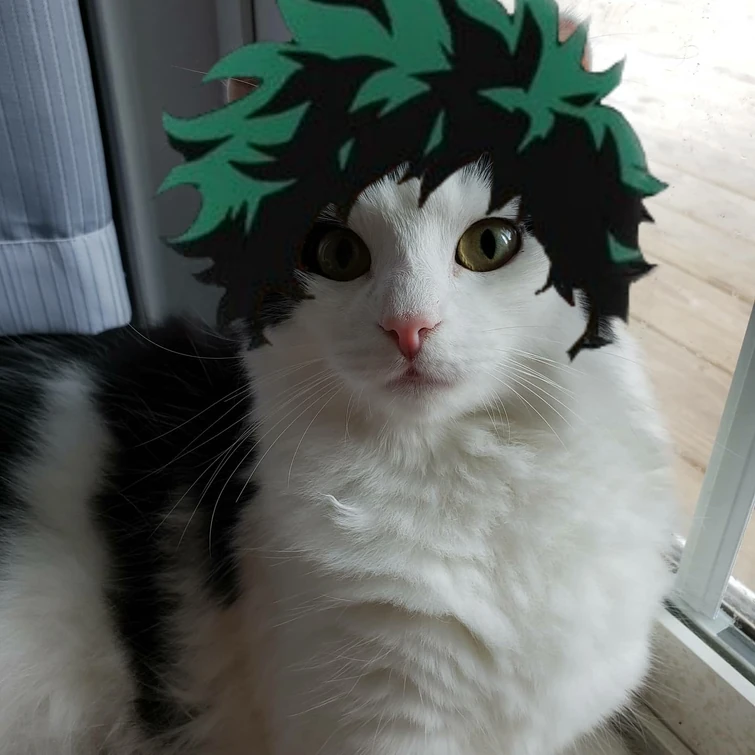 My cats as todoroki and deku | Fandom