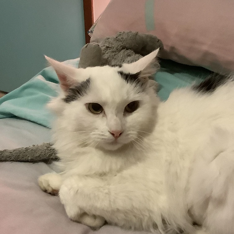 assign a prsk character to my cat | Fandom