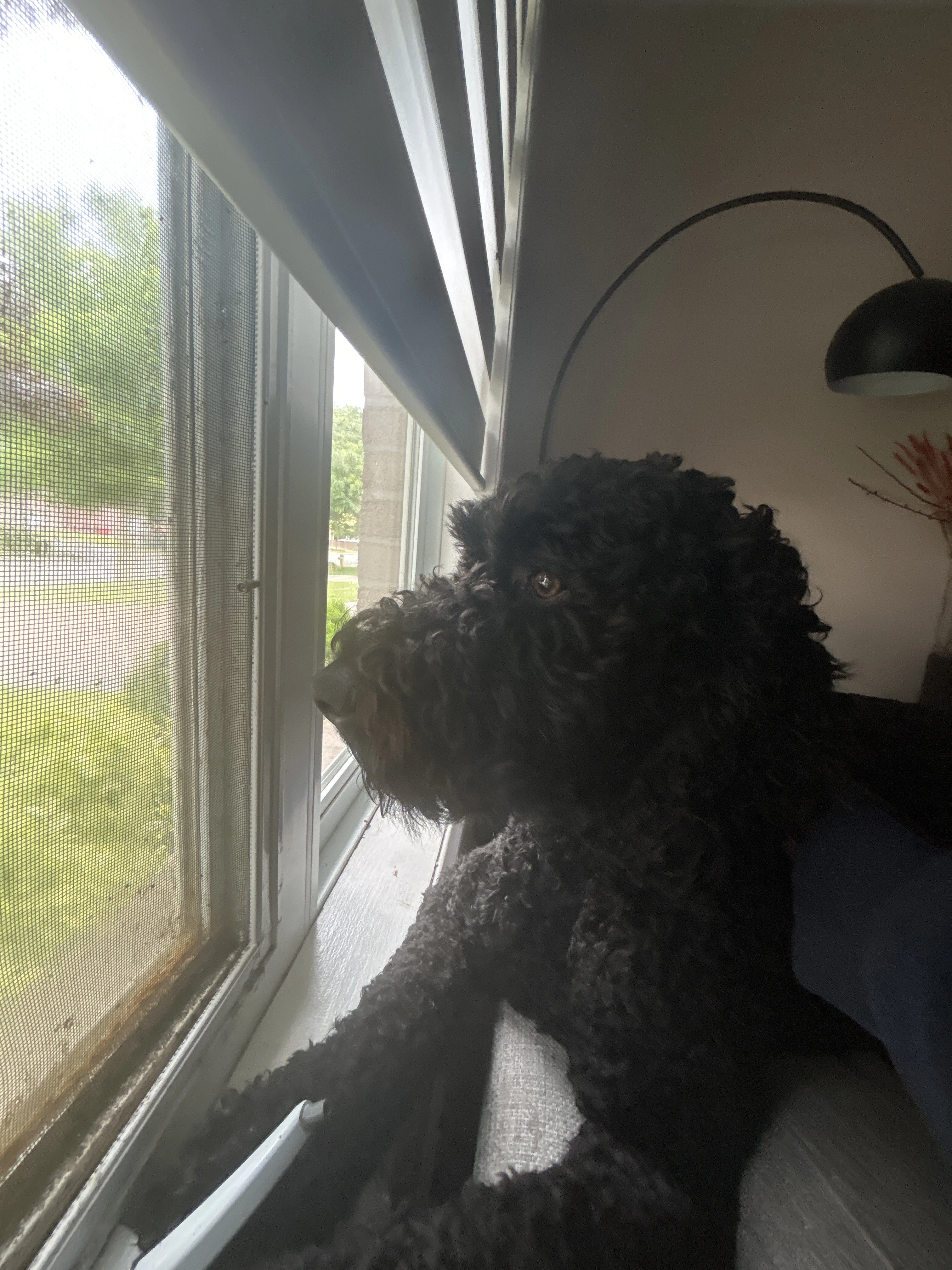 Day 22 of posting everyday until I get a limbo global + daily useless facts: day 102 | Fandom