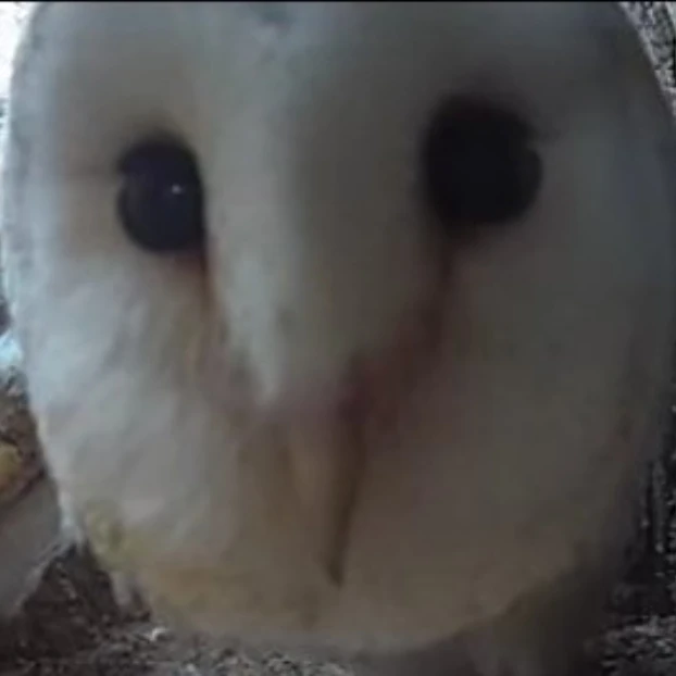 Me seeing this wiki being mentally unstable for the 9 trilionth time in ...