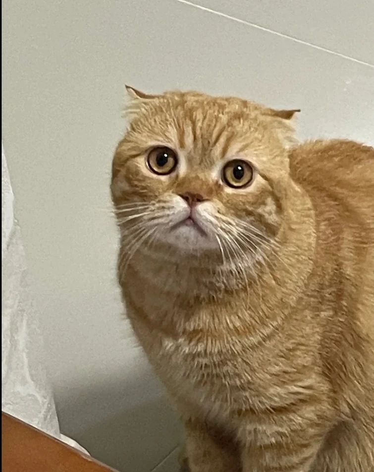 Why is Raddy in pyramixed kinda adorable | Fandom