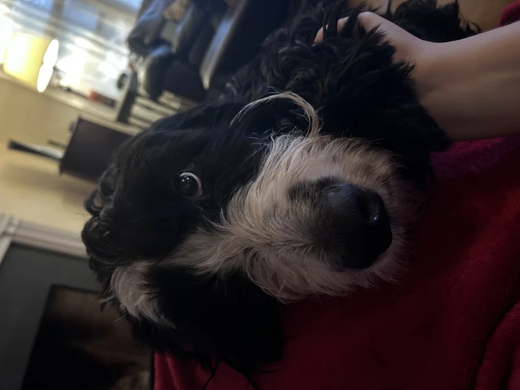Dog | Fandom