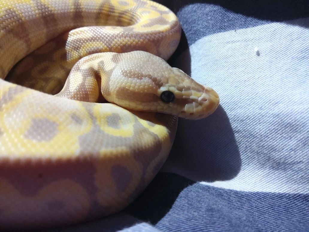 slithery snake c: | Fandom