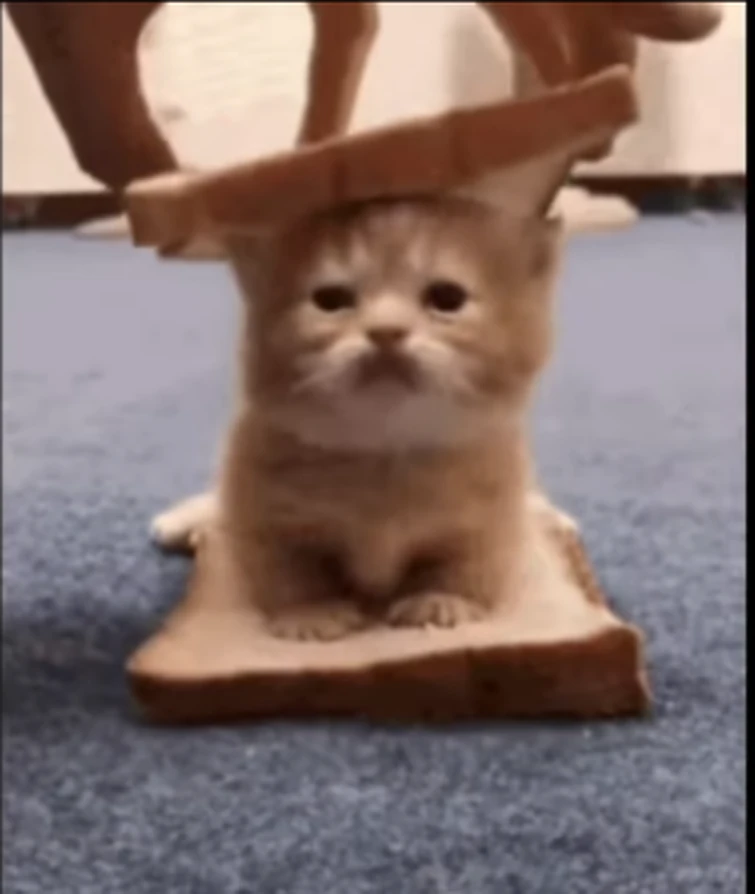 image dump: cat edition | Fandom