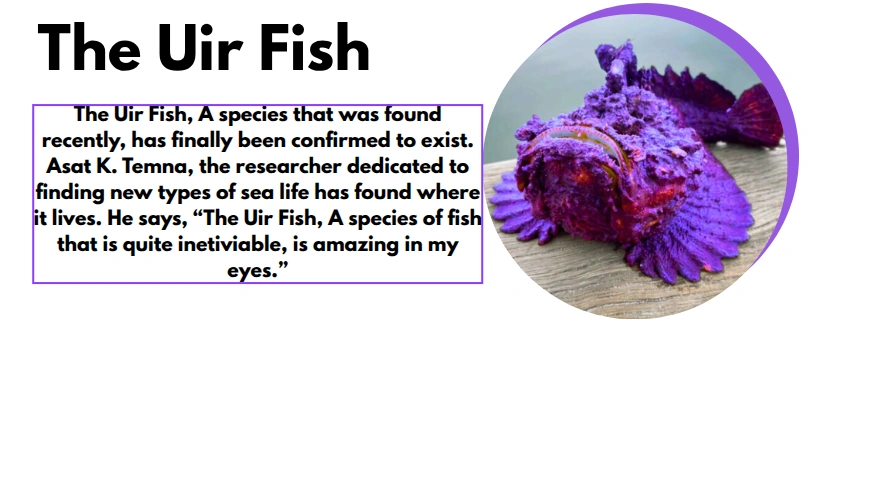 chat y'all think that Rui fish- I mean the uir fish is real | Fandom