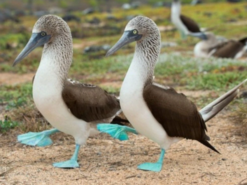 Silly birds | Fandom