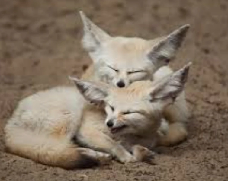 Fennec foxes!! | Fandom