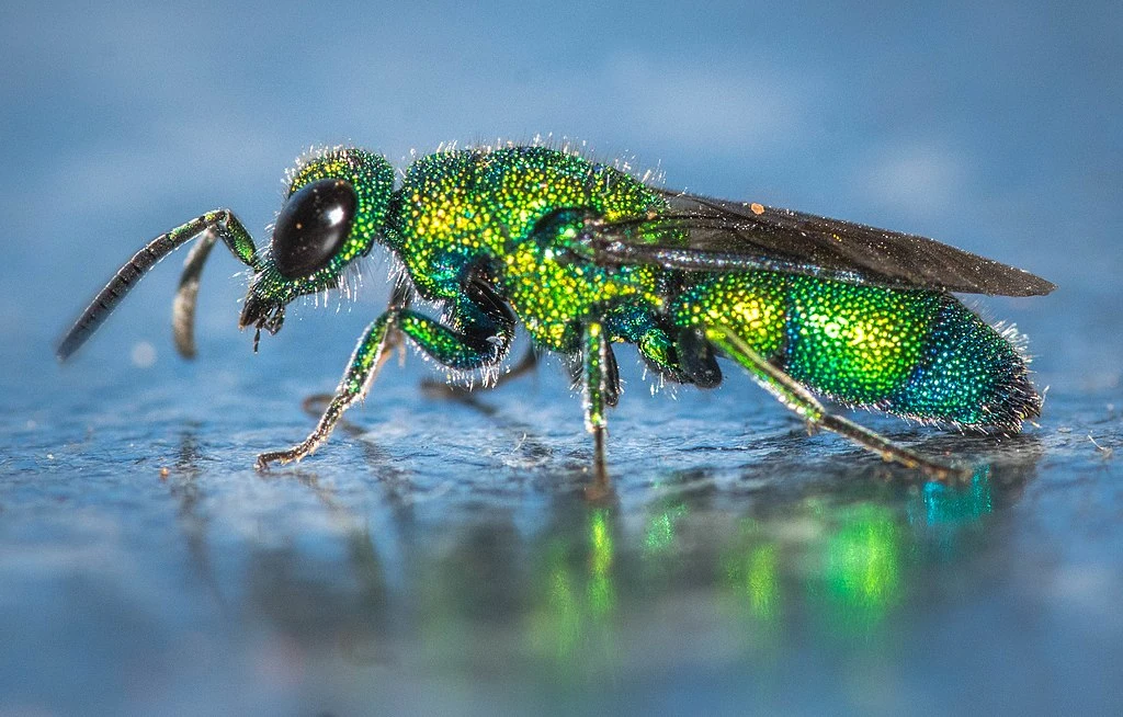 IRL HUMBUG?????????? | Fandom