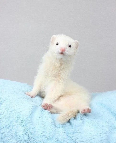 Finally, The Finale! (Chapter 6) | Fandom