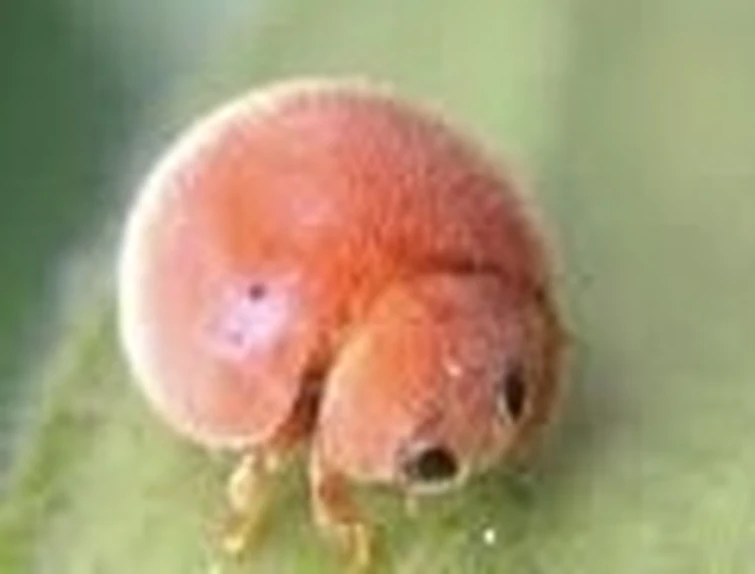 Here are some bugs I really like. | Fandom