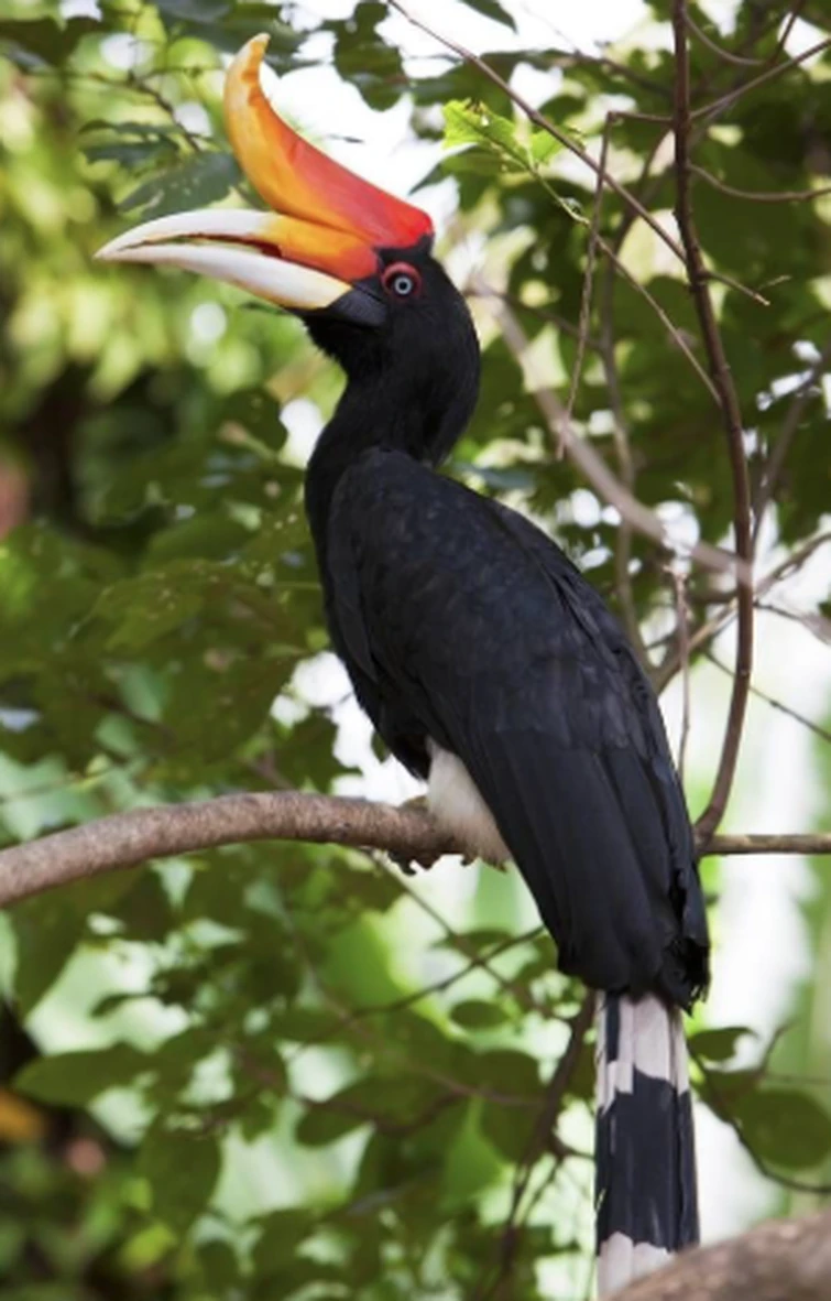 Akorbik Anatomy Study!! | Fandom