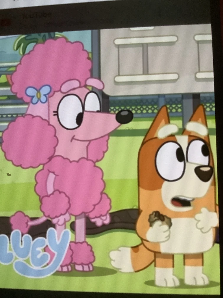 Discuss Everything About Bluey Wiki | Fandom