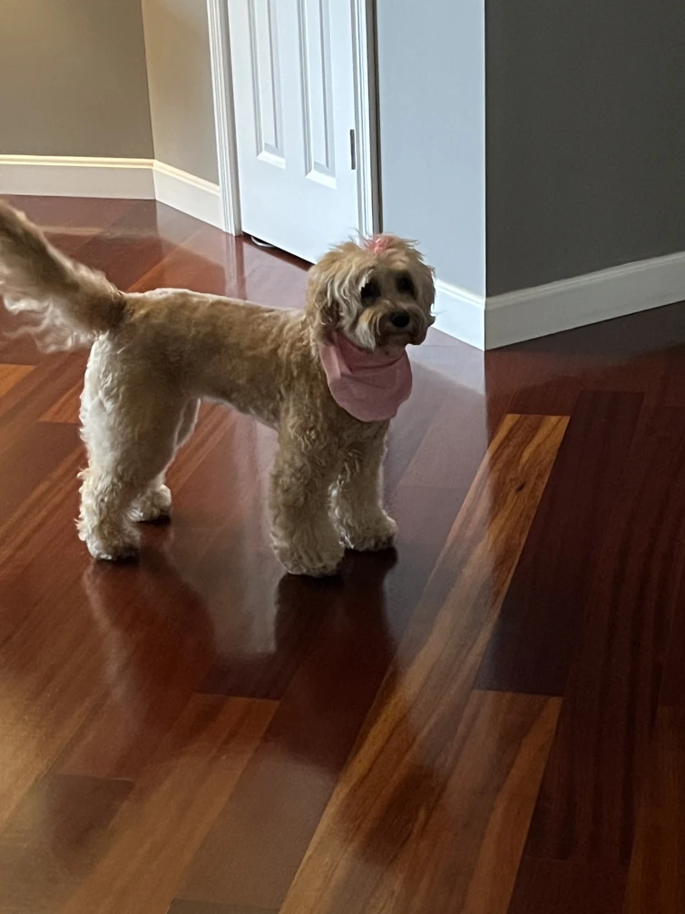 EVERYONE SHUT UP AND APPRECIATE MY DOGGO | Fandom